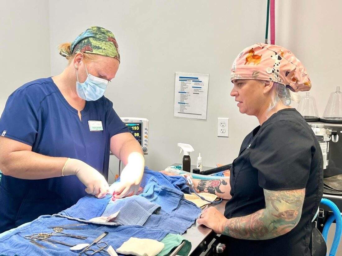 Cape Coral Animal Shelter expands TNVR Program to humanely manage ...